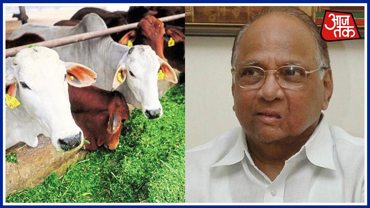 Sharad Pawar Invokes Savarkar, Takes Jibe At Bhagwat On Cow Slaughter ...