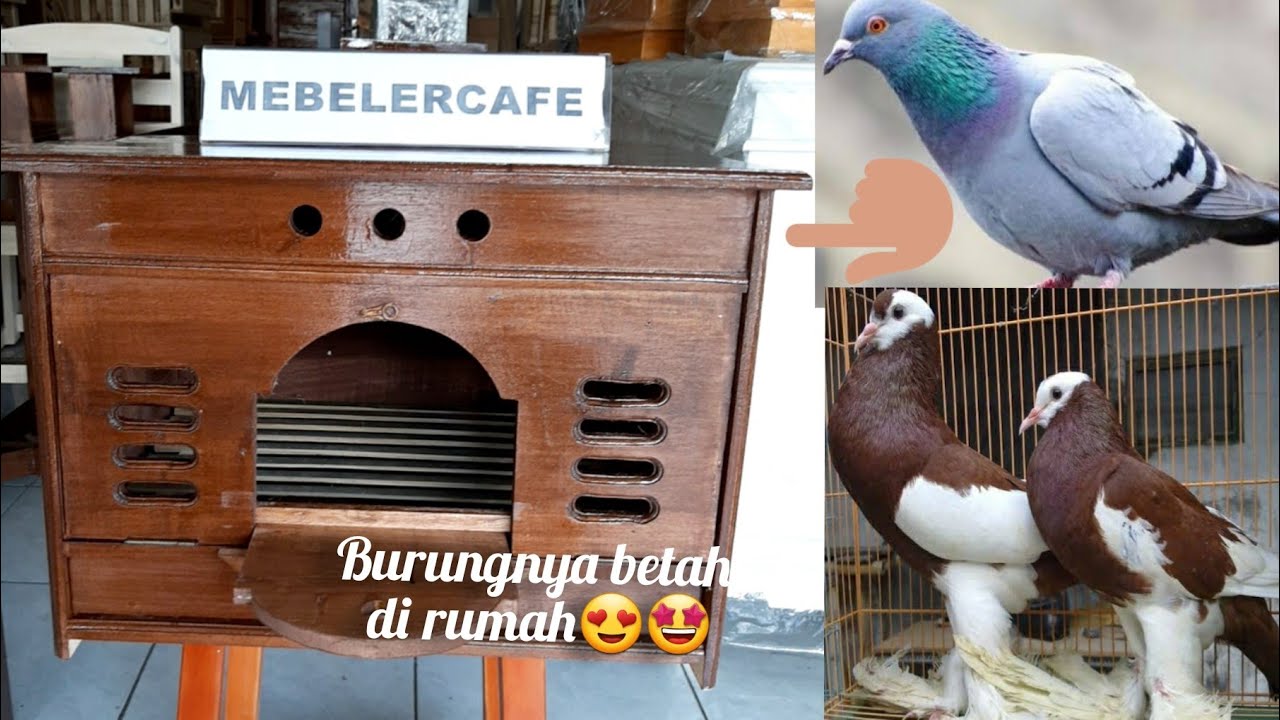 Gupon Merpati || Glodok Merpati Burung Dara Murah Mewah Full Kayu Solid ...