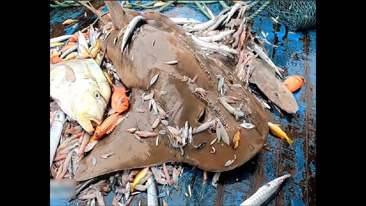 Big Monster Fish catch | Awesome Traditional Fishing Video And Amazing ...