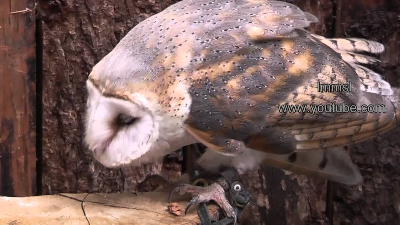 Owls - An Amazing Collection Of Owls - YouTube