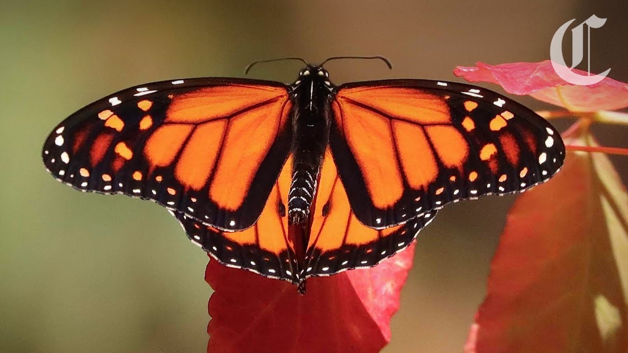 Monarch butterfly conservation highlighted during Día de los Muertos ...