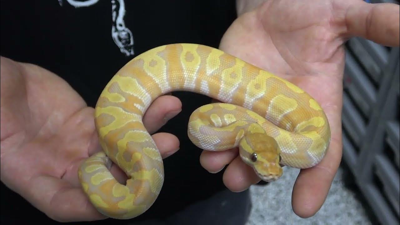 Show Case Saturday! Unbelievable Ultramel Ball Python Combos! Must ...