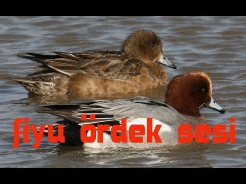 FİYU ÖRDEK SESİ,ANAS PENELOPE SOUND