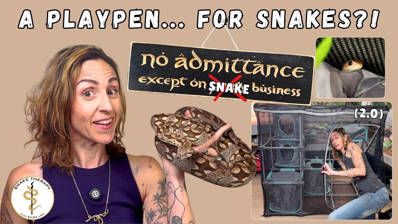 Free Roaming Snakes- Easy/Cheap DIY for Indoor/Outdoor Enrichment ...