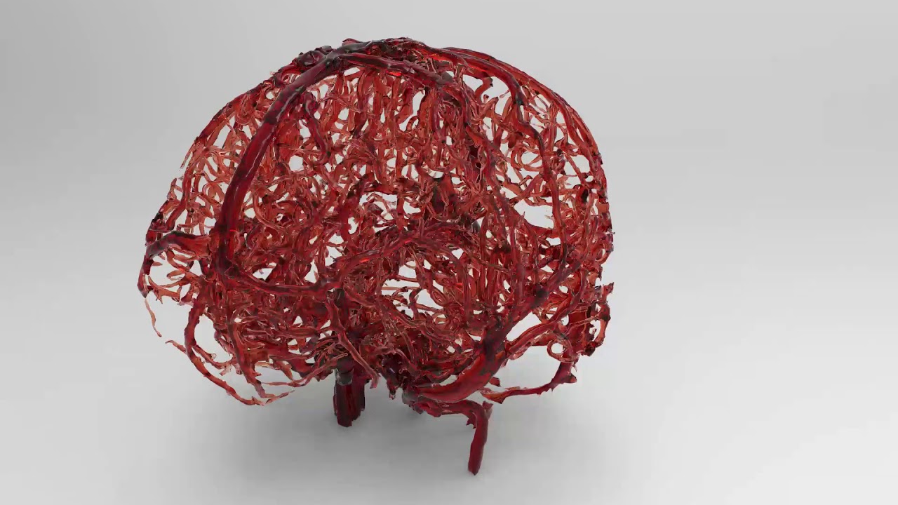 Brain Vascular Model Display - YouTube