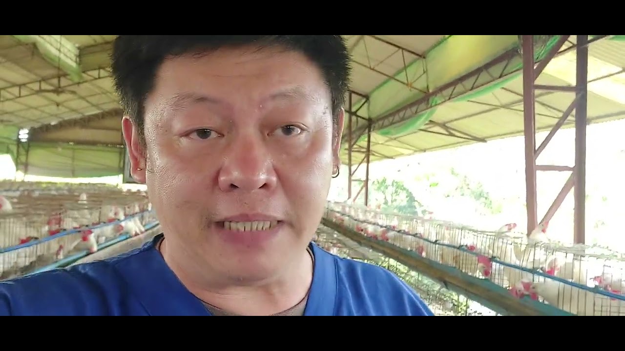 Delousing Time o Pag Alis ng Kuto at Hanip sa Layer na Manok - YouTube