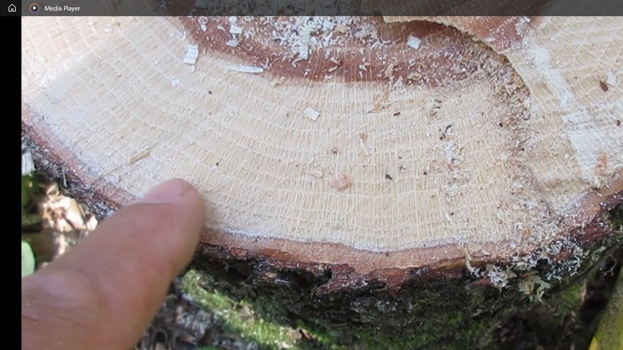 Thinning Timber: Tough Love Choices In Thinning - YouTube