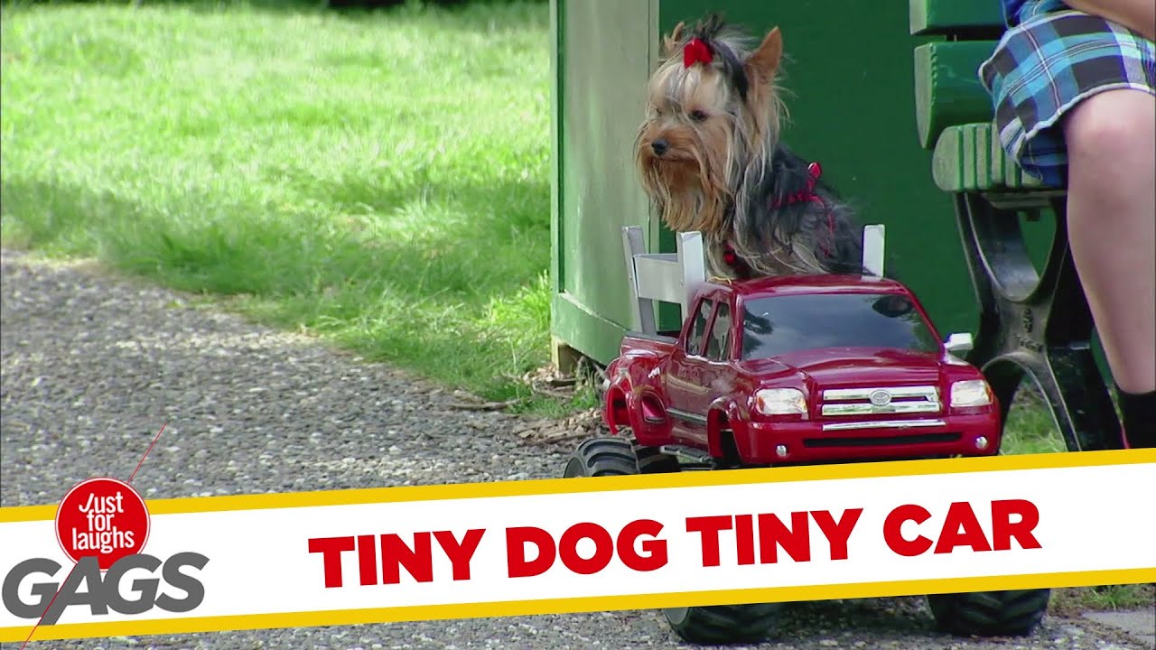 Tiny Dog Drives Away With Tiny Car - YouTube