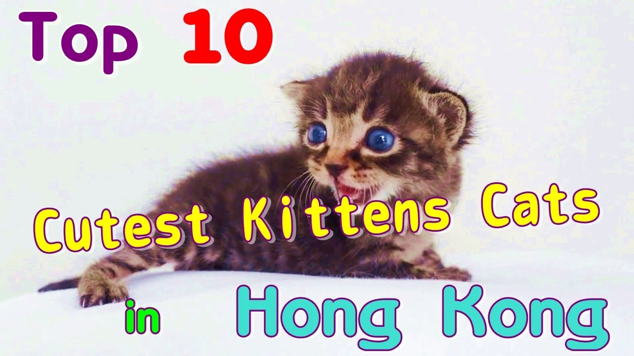 Top 10 Cutest Kittens Cats In THe World / Cute And Funny Cat Videos ...