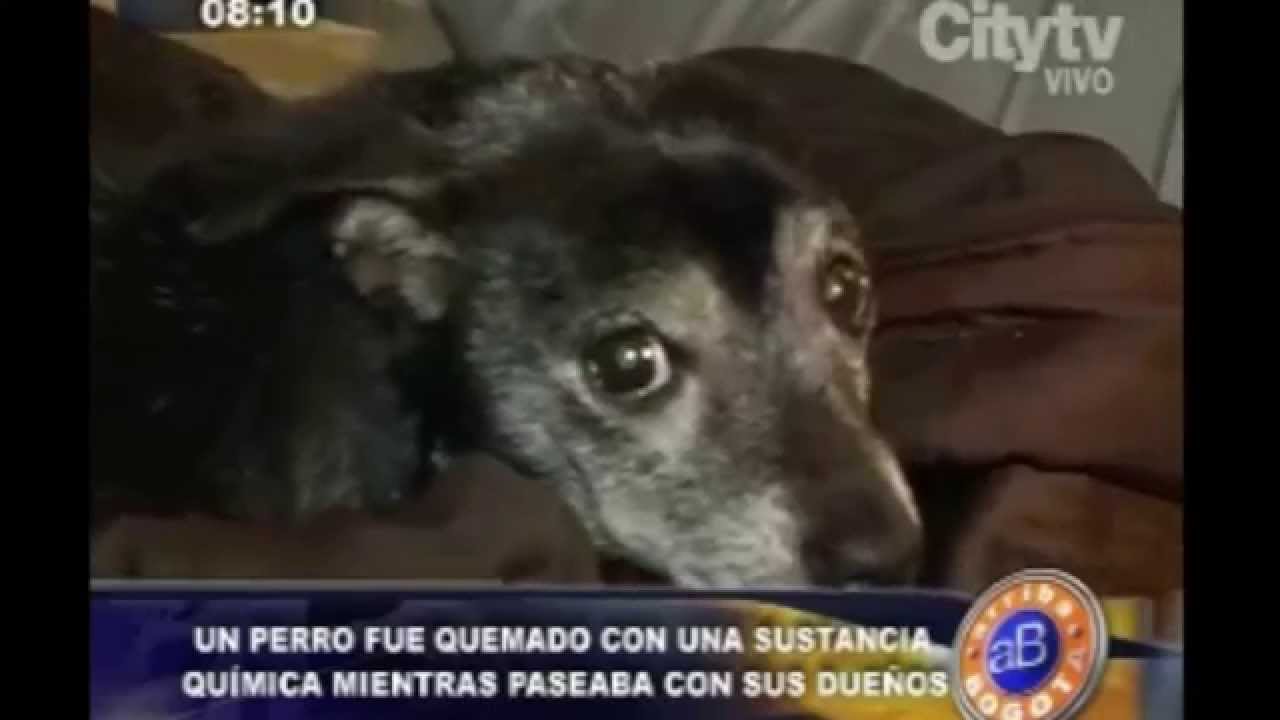 Arriba Bogotá: Un perro fue quemado con una sustancia química - YouTube