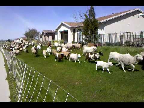 Sheep stampede in Lincoln California - YouTube