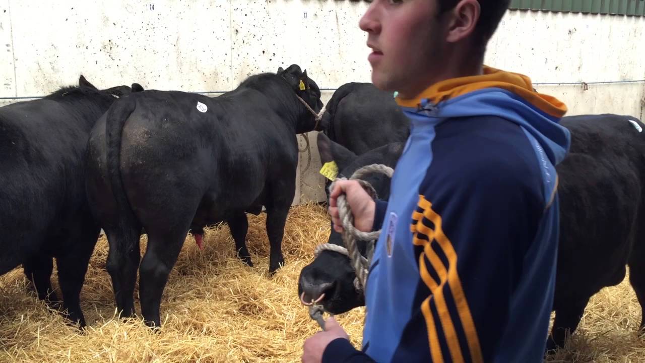 Gigginstown House Angus sale 2016 - YouTube