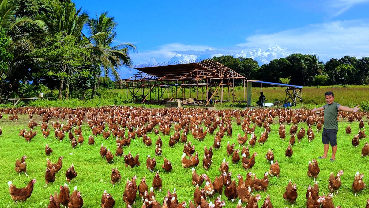 Free-range Chicken Farming│ Affordable chicken coop! Frogs invaded my ...