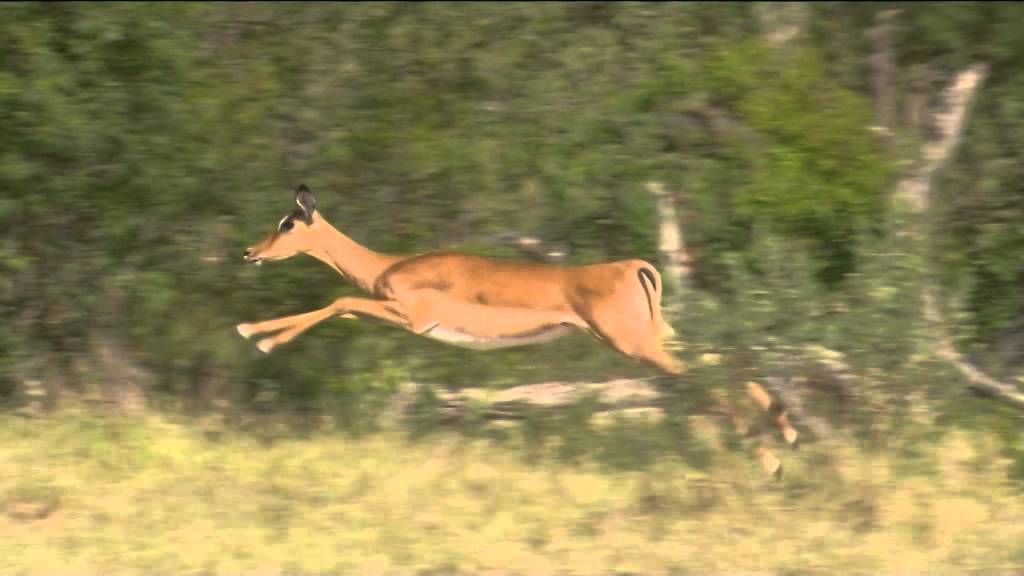 Buck running and jumping over bushes - YouTube