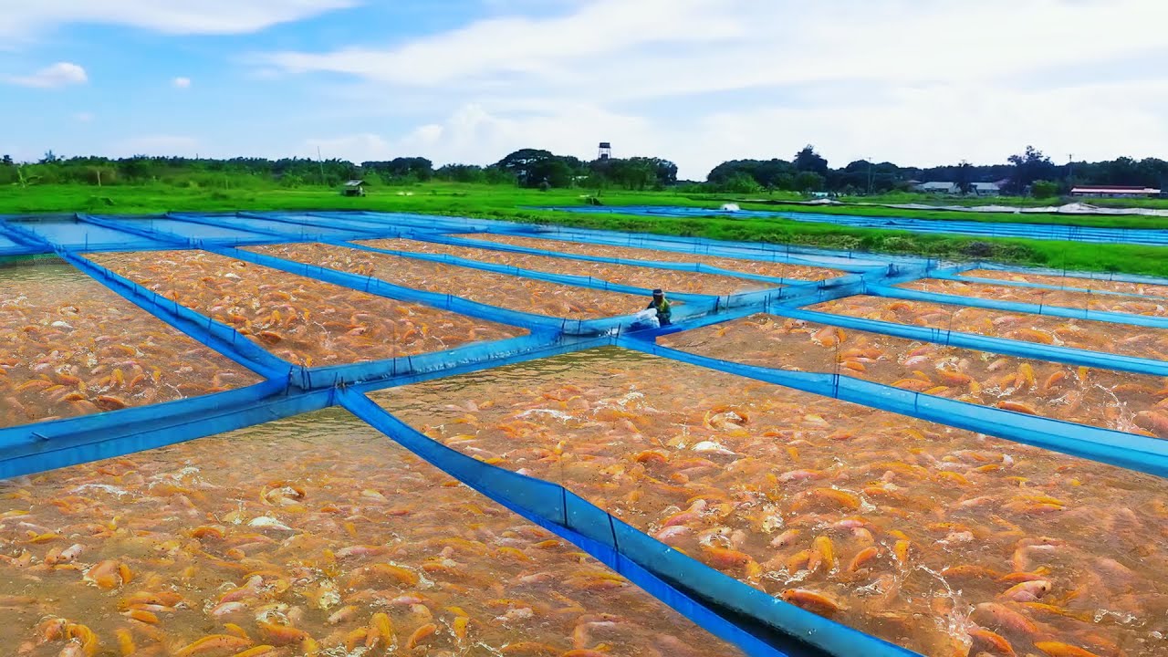 TILAPIA FISH FARMING! Transferring Thousands of Tilapia Fingerlings ...