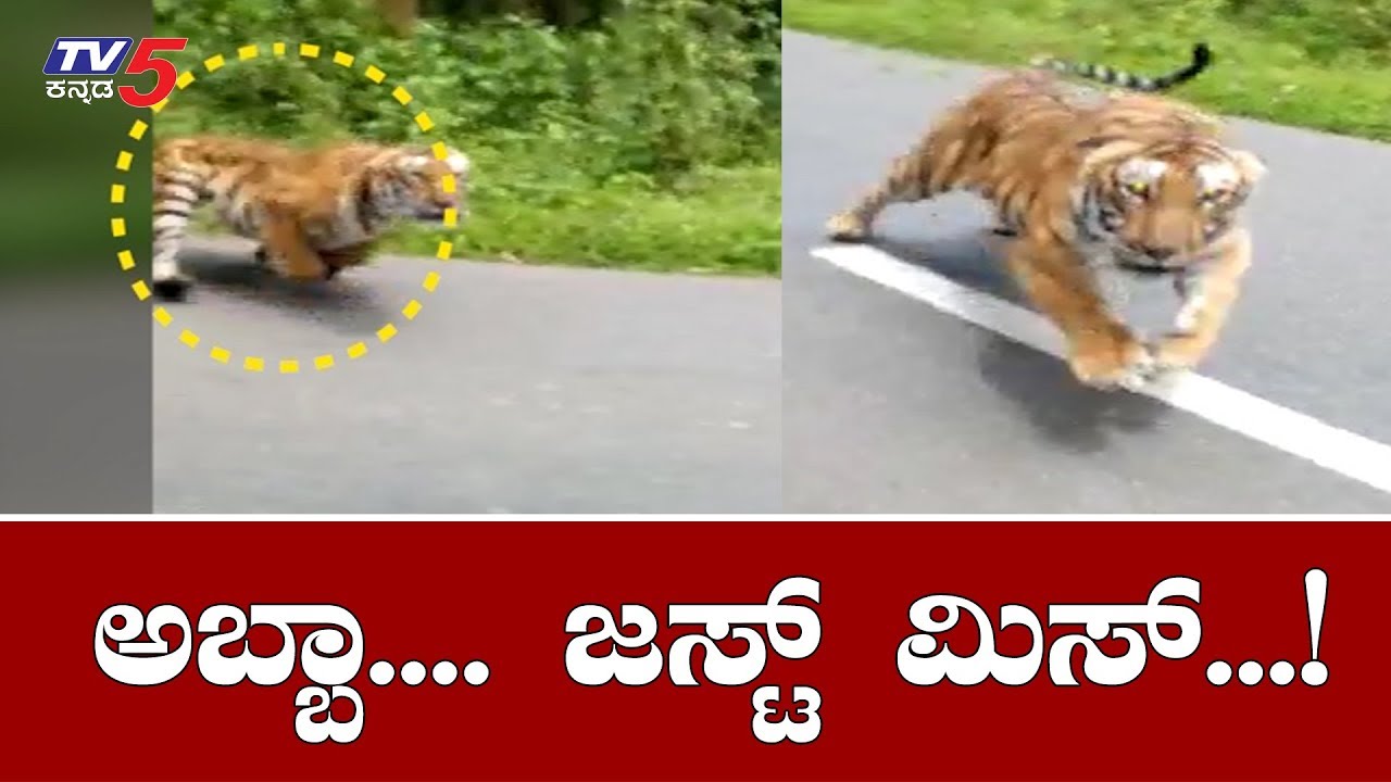 Tiger Chasing Bike Rider In Bandipur | Chamarajanagar | TV5 Kannada ...