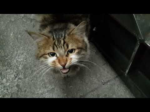 bu kedi beni çok sevdi