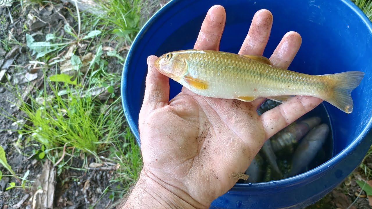 Catching shinners and chubs for winter mink and otter bait - YouTube