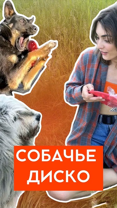 ДИСК ДЛЯ СОБАК. Распаковка с Вайлдберриз. #домашниеживотные # ...