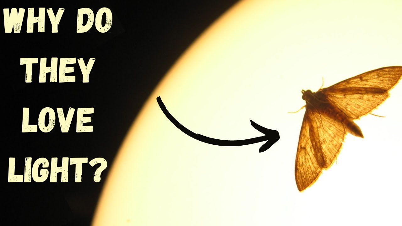 Why are insects attracted to light? - YouTube