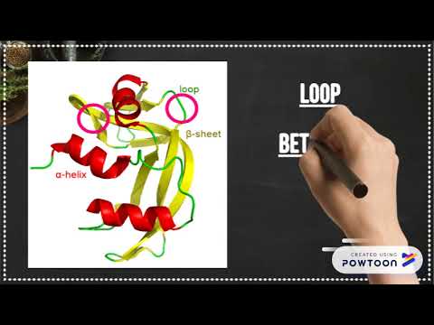 protein loop structure - YouTube