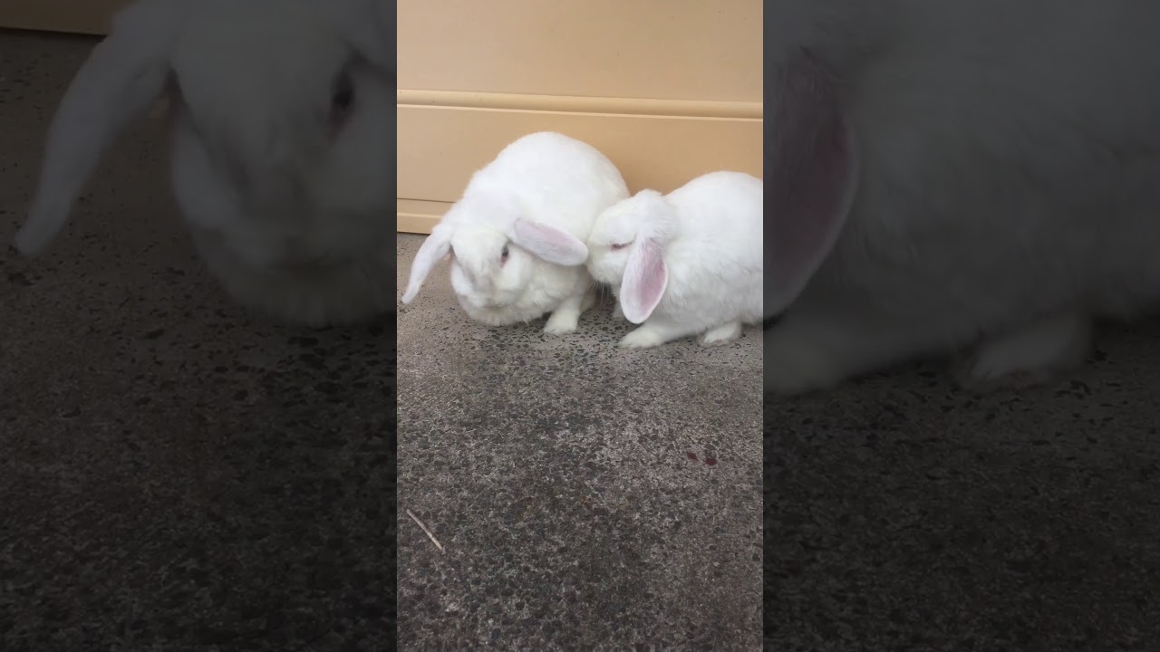 Cute Lop Rabbits grooming each other 🐰🐰🐇🐇😍 - YouTube