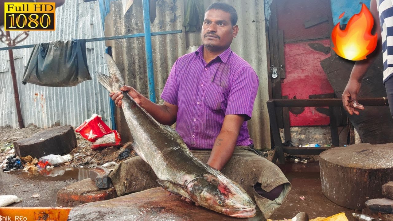 KASIMEDU 🔥 FISH CUTTING | 15kg BIG COBIA FISH CUTTING🐟 | FISH CUTTING ...