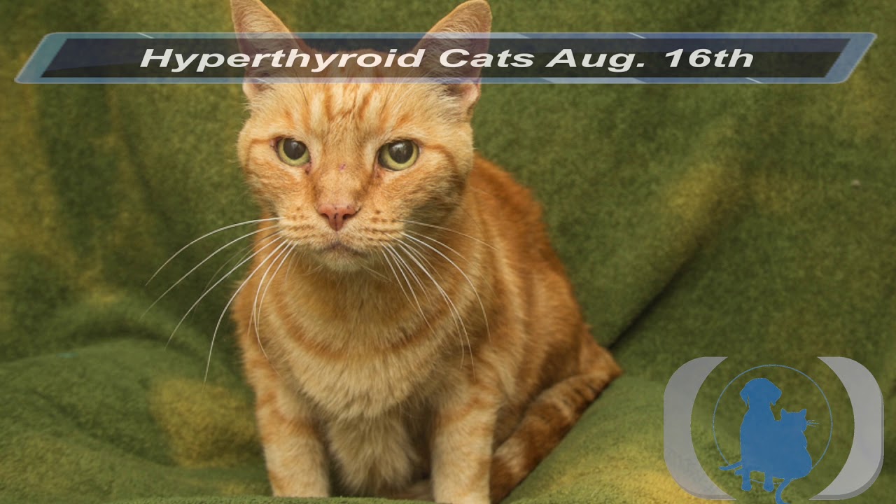 Hyperthyroid Cats Aug. 16th - YouTube