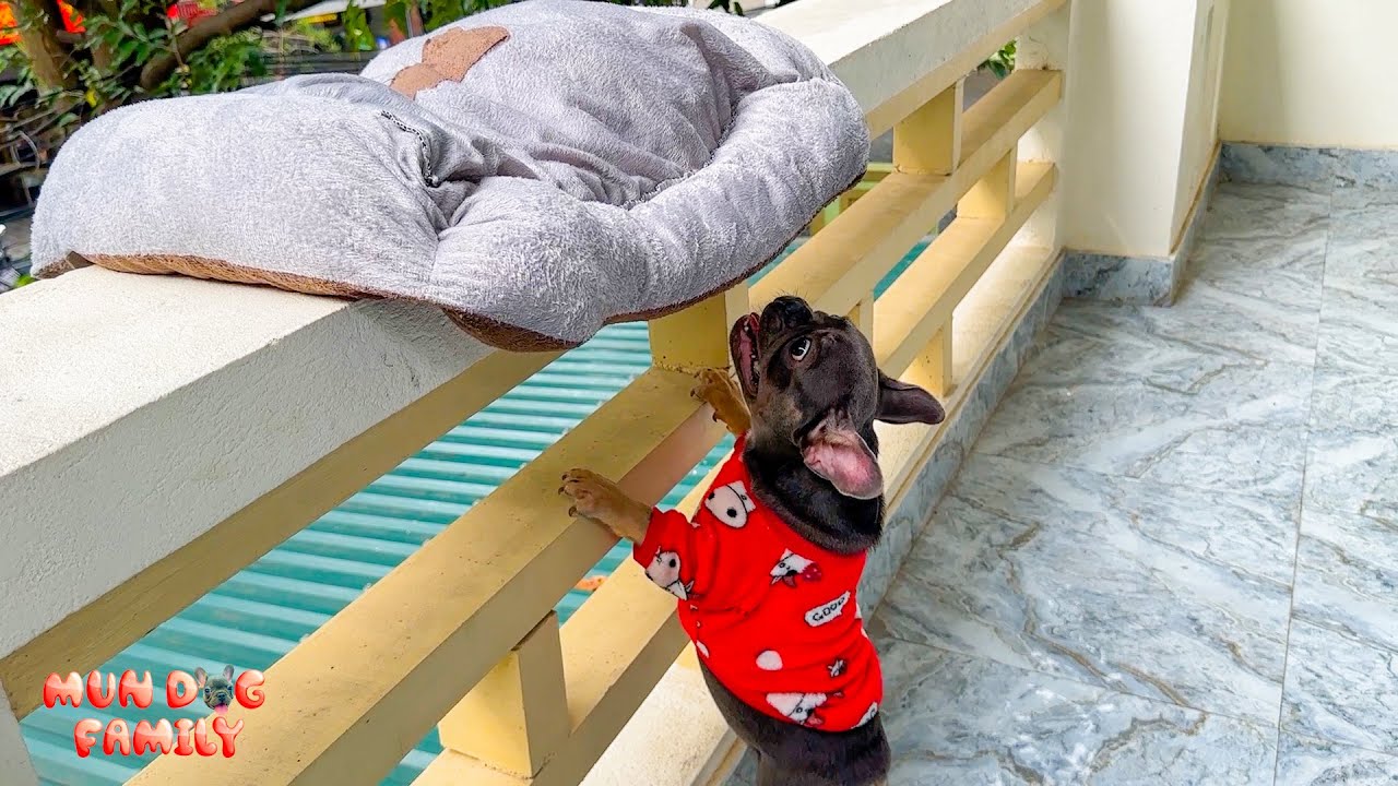 My dog borrowed Kaka Monkey's cushion to sleep on | Funny Dog Video ...