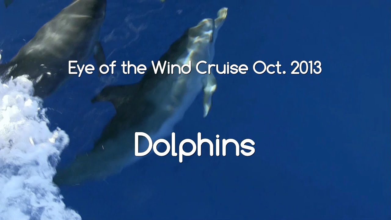Dolphins - YouTube
