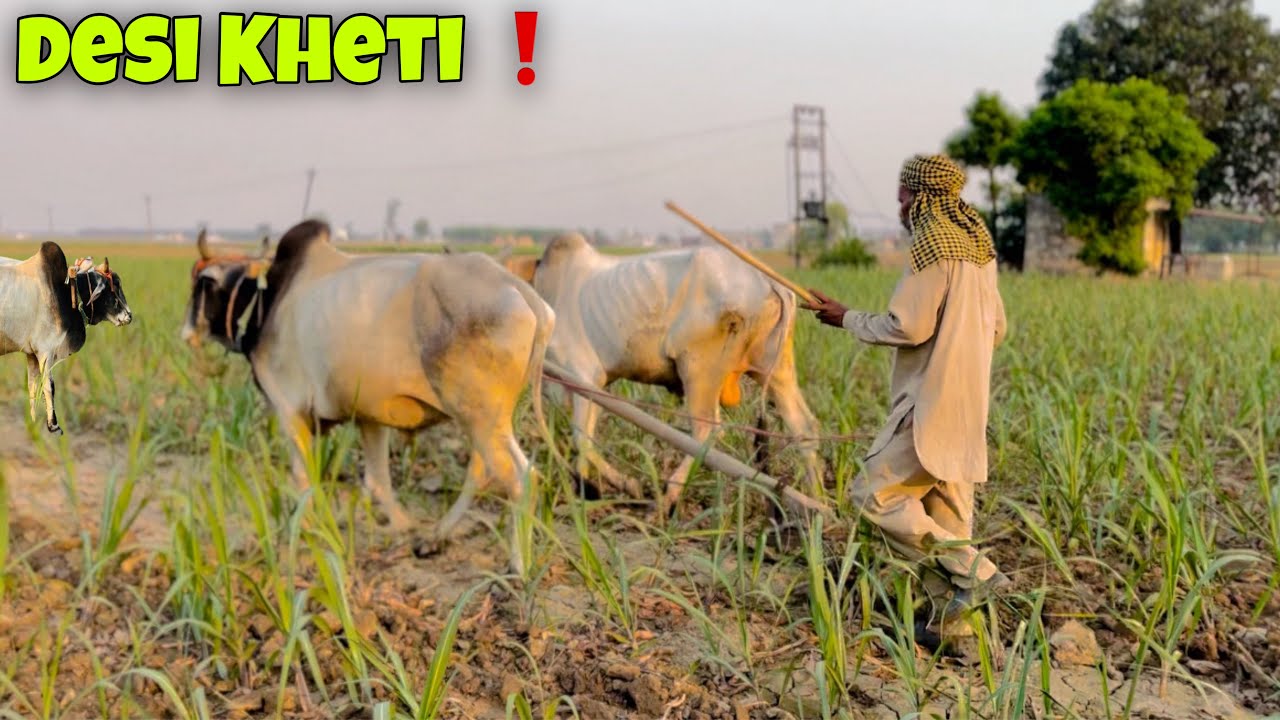 🥰Desi khetti dekhne ko mili ️|| Aaj hui desi kheti ️ ️ ️ - YouTube