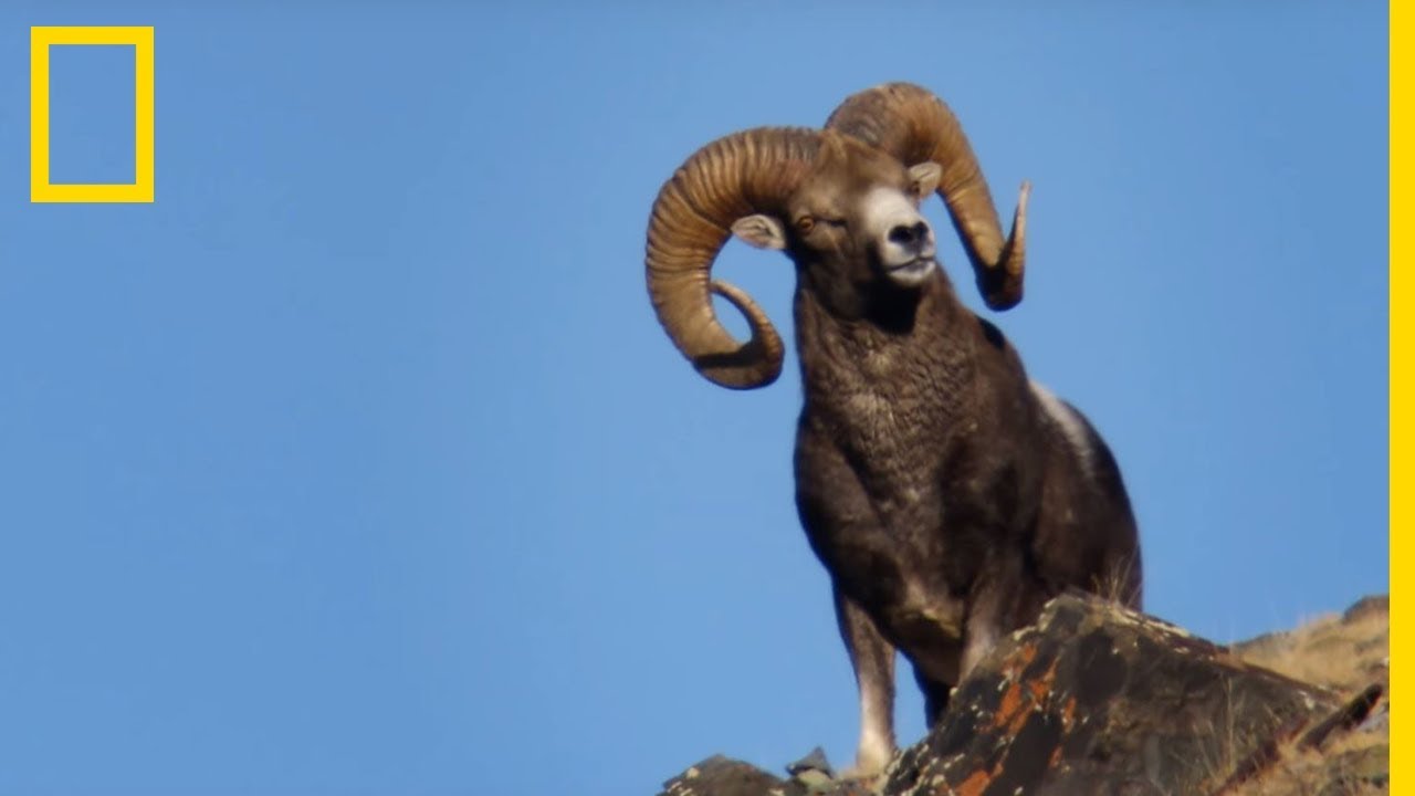 L'Argali, un des plus grands mouflons du monde - YouTube