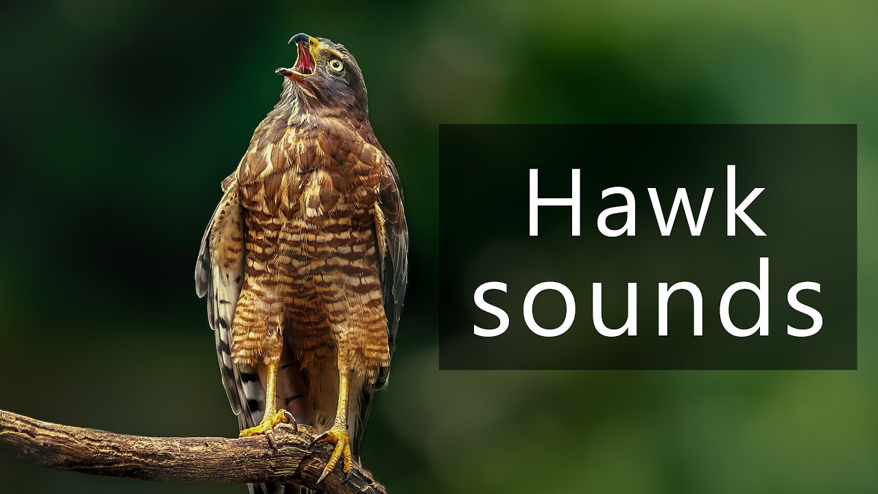 The sounds of a Roadside hawk screaming - YouTube