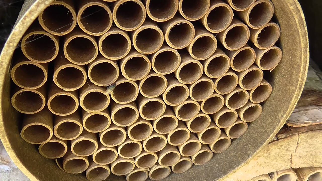 Devil Fly Also Know As The Houdini Fly - YouTube