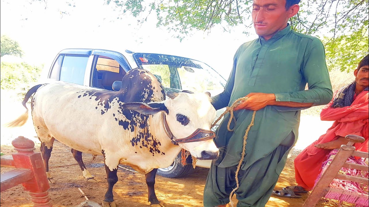Worlds Smallest Bull is coming to Sohrab Goth Mandi 2020 | Documentary ...