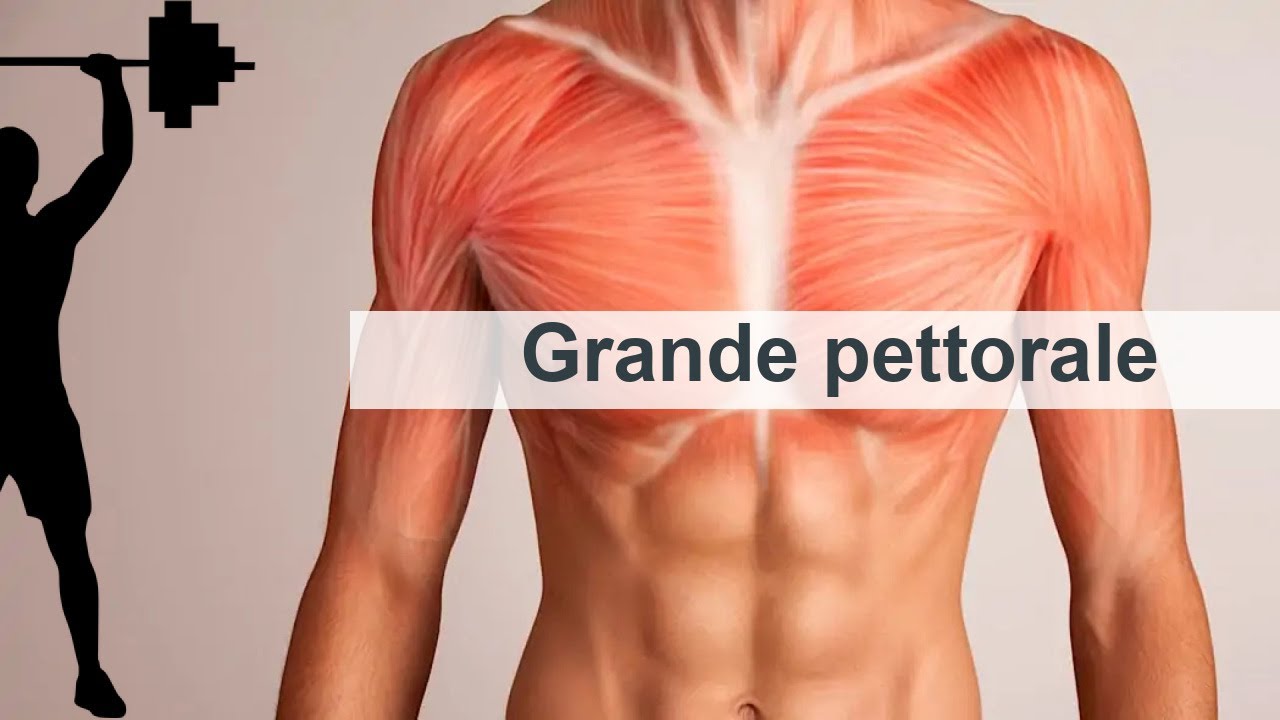 Grande pettorale: anatomia e funzione - YouTube