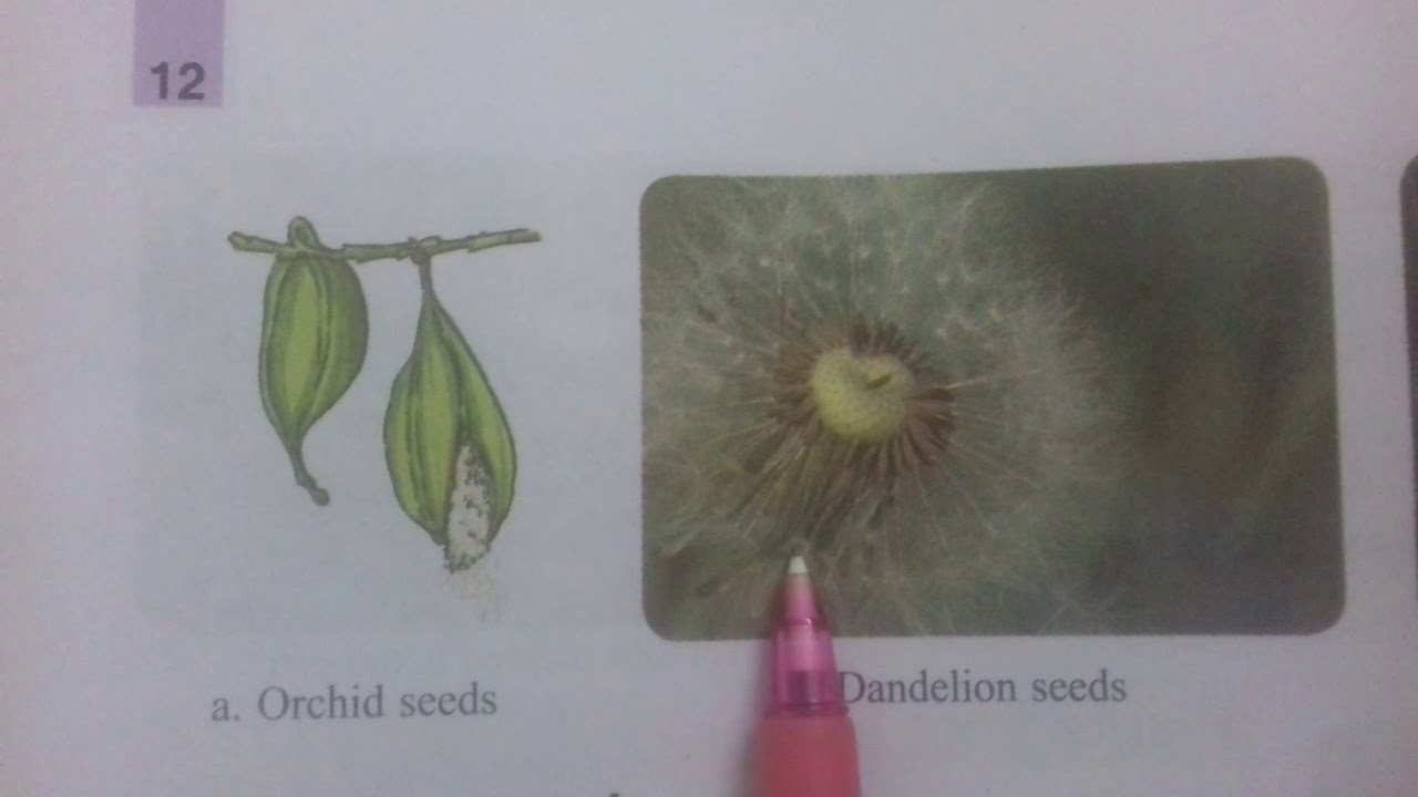 Day 3, Chapter 1, Plant Reproduction , Class V , Science - YouTube