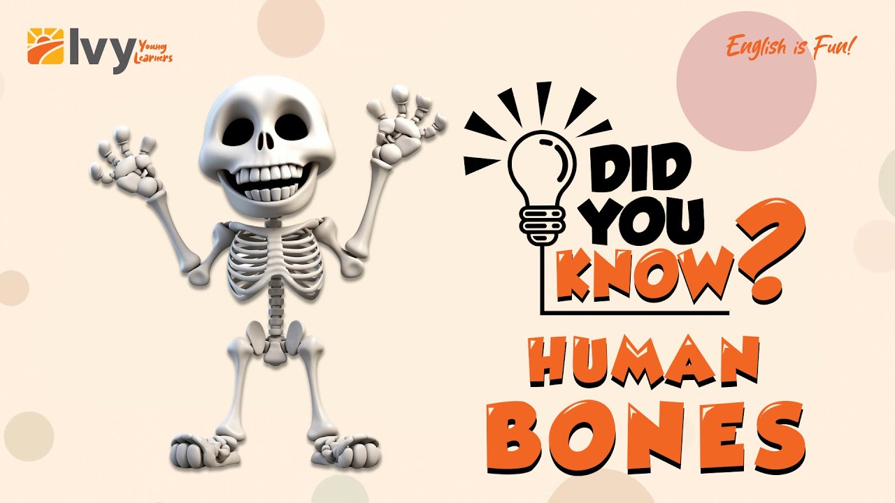 Did you Know: Human Bones - YouTube