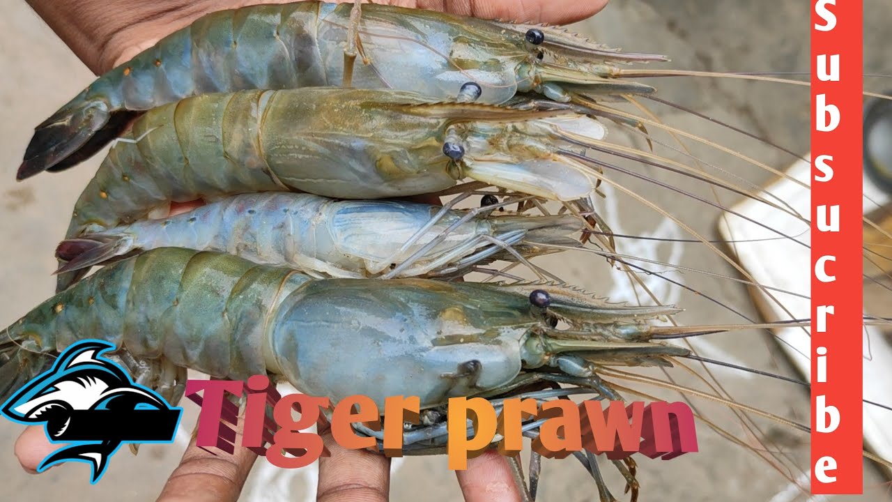 How to clean | Fresh Water Tiger Prawn | டைகர் இறால் மீன். - YouTube