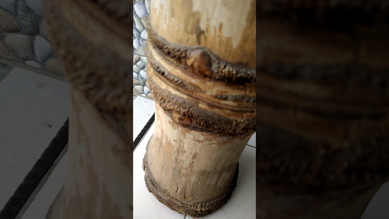 Bambu ketemu Ruas ( Ros) atau Bambu bertuah,mitosnya membuat kaya - YouTube