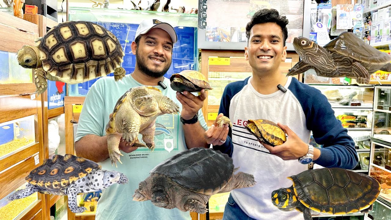Turtles | Red Eared Slider| Diamond Back | Yellow Spotted River Turtle ...