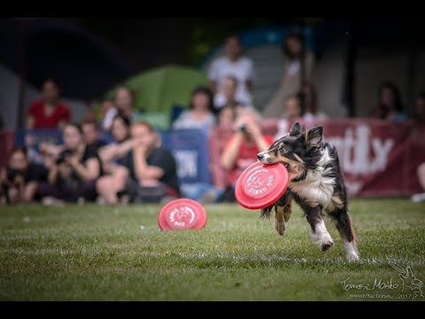 100% disc dog freestyle - YouTube