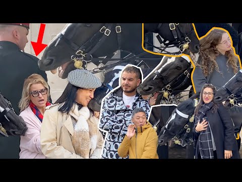 ORMONDE’S TOP 25 Moments!! IDIOT TOURISTS GET BITTEN By The King of Horses.