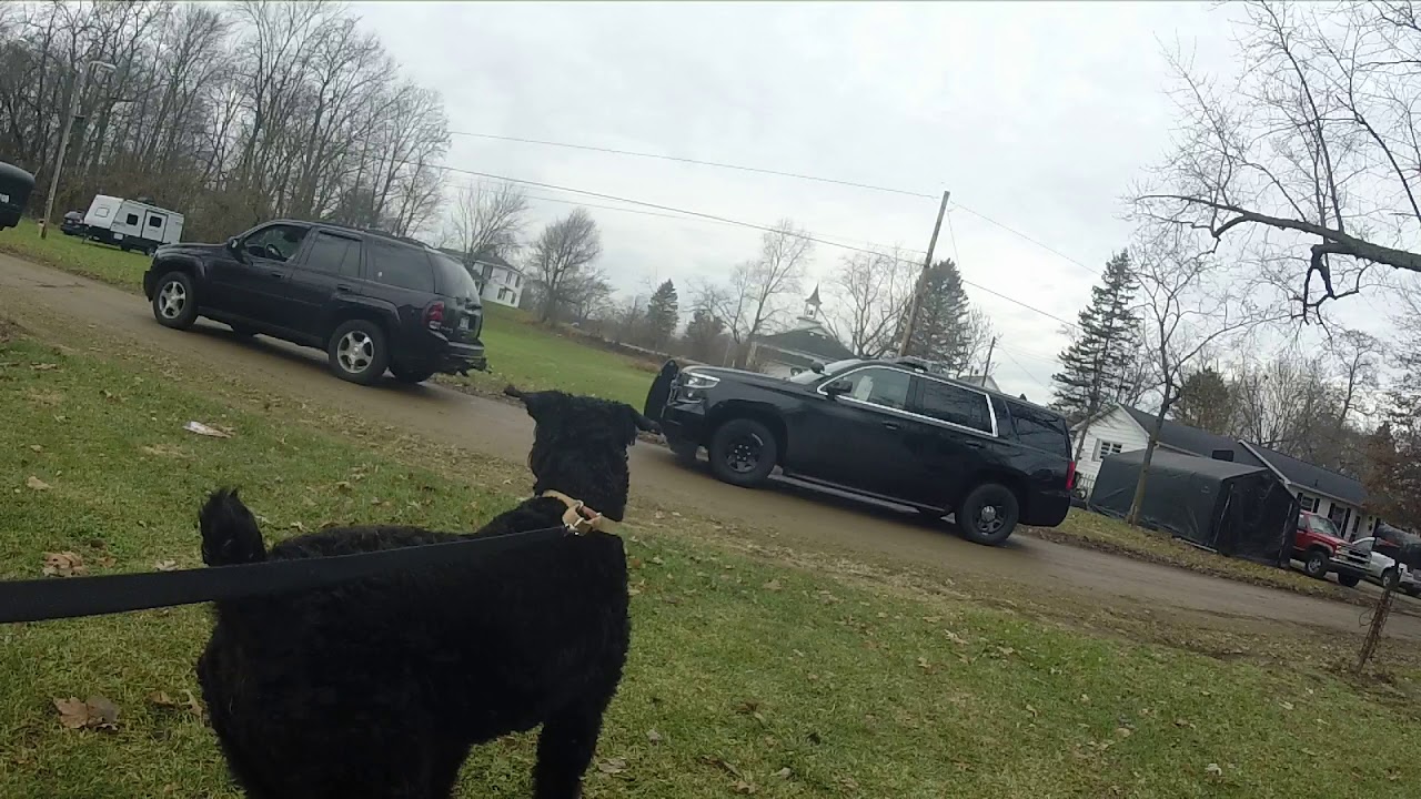 overton gang harassing seniors and service animal - YouTube