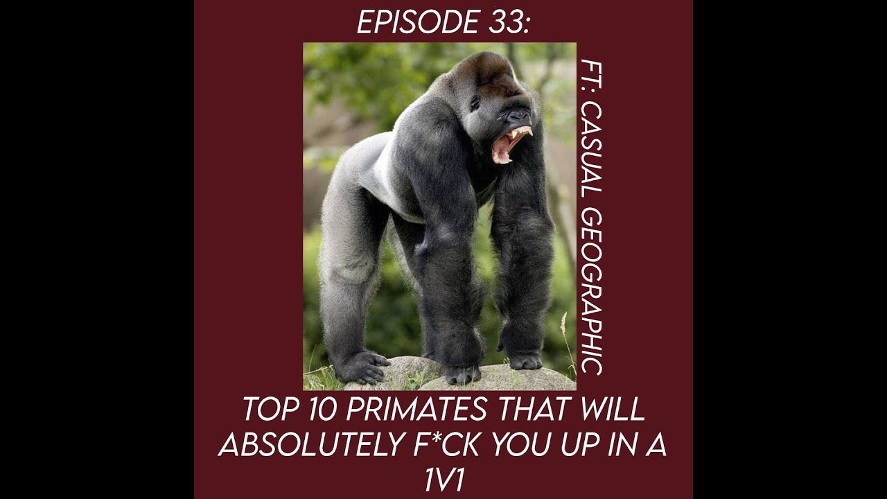 Top 10 Primates That Will Absolutely F*ck You Up in a 1v1 Ft. Casual ...