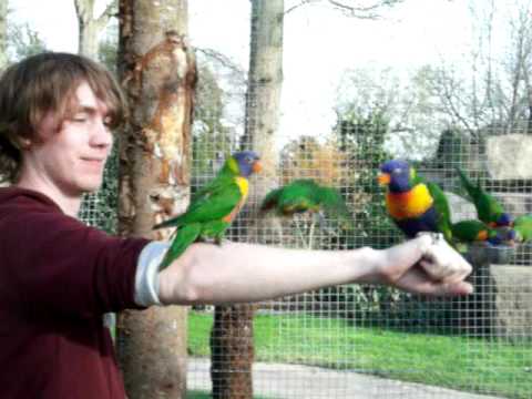 Longleat safari - Crazy parrots - YouTube