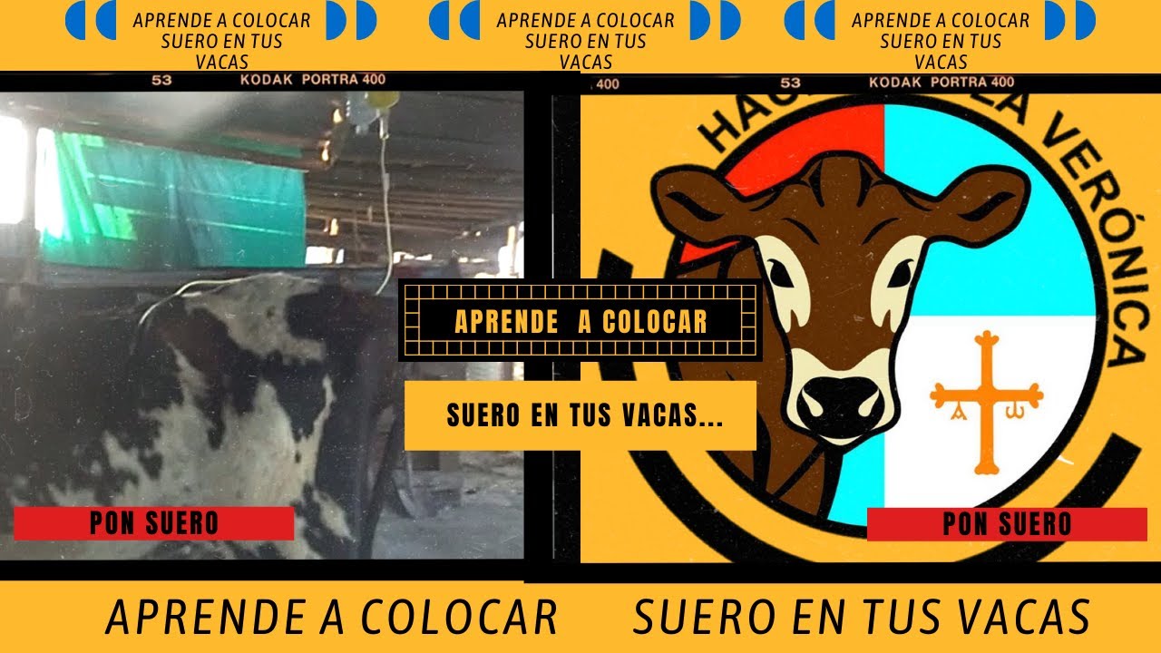APRENDE A COLOCAR UN SUERO A TU VACA - YouTube