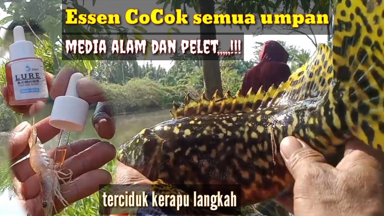 Umpan Udang Pake Essen Lure Hasil mentok kerapu langkah,,, - YouTube