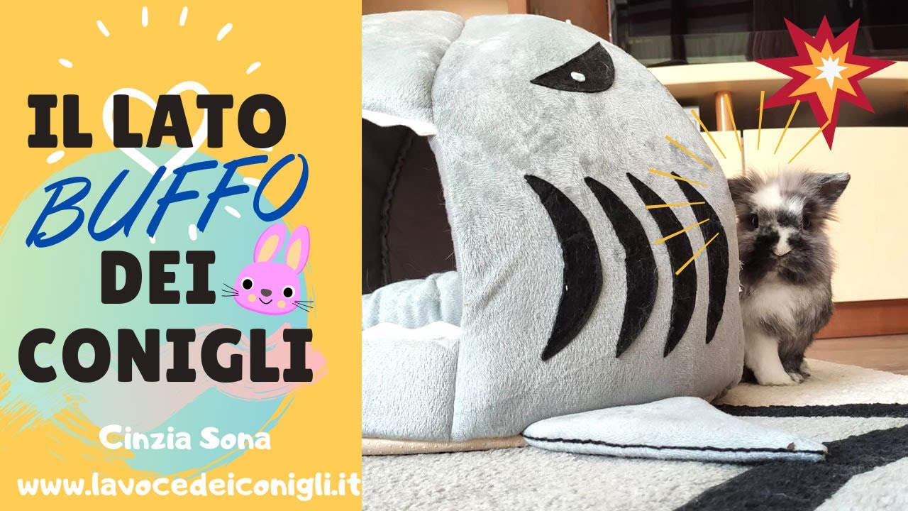 CONIGLI BUFFI #rabbits #funnyanimals #coniglio - YouTube