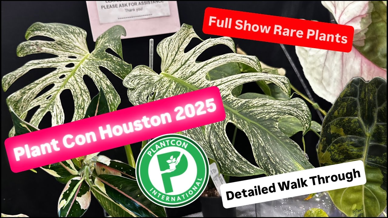 Plant Con Houston 2025 Full Show Rare and Variegated Plants Day 1 Part ...